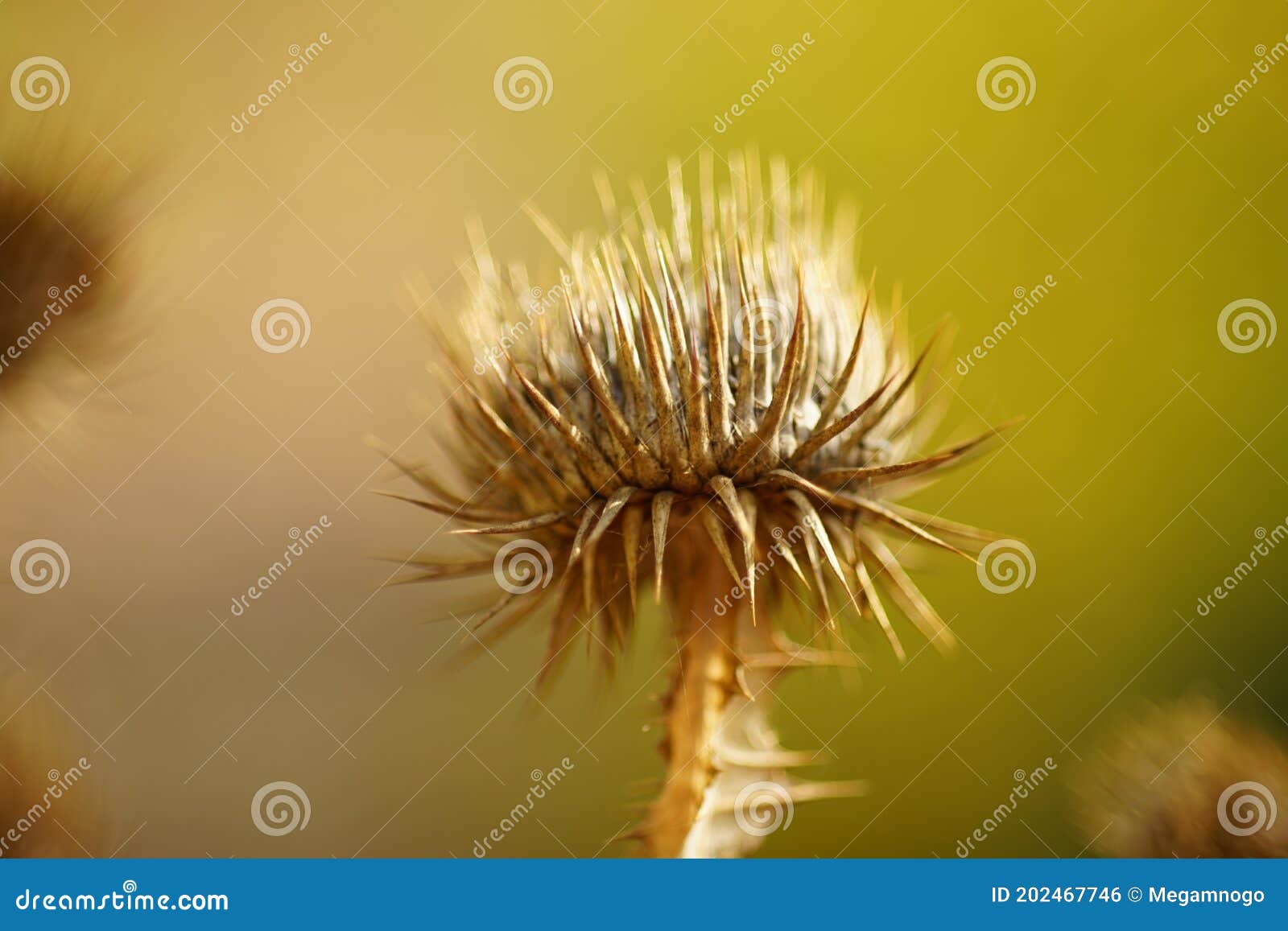 Sharp Thorn Plant Growing in Sunny Field. Macro Image. Stock Photo ...