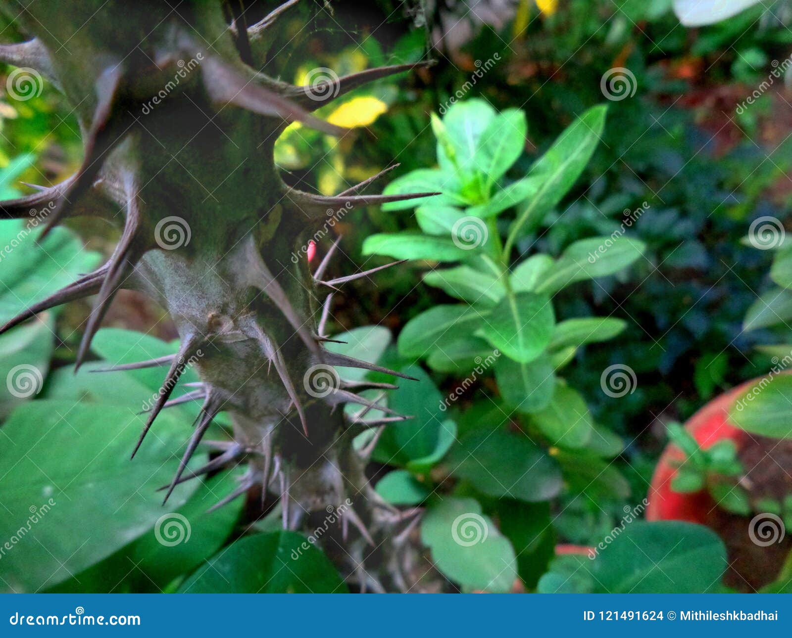 Sharp thorn plant image stock photo. Image of environment - 121491624