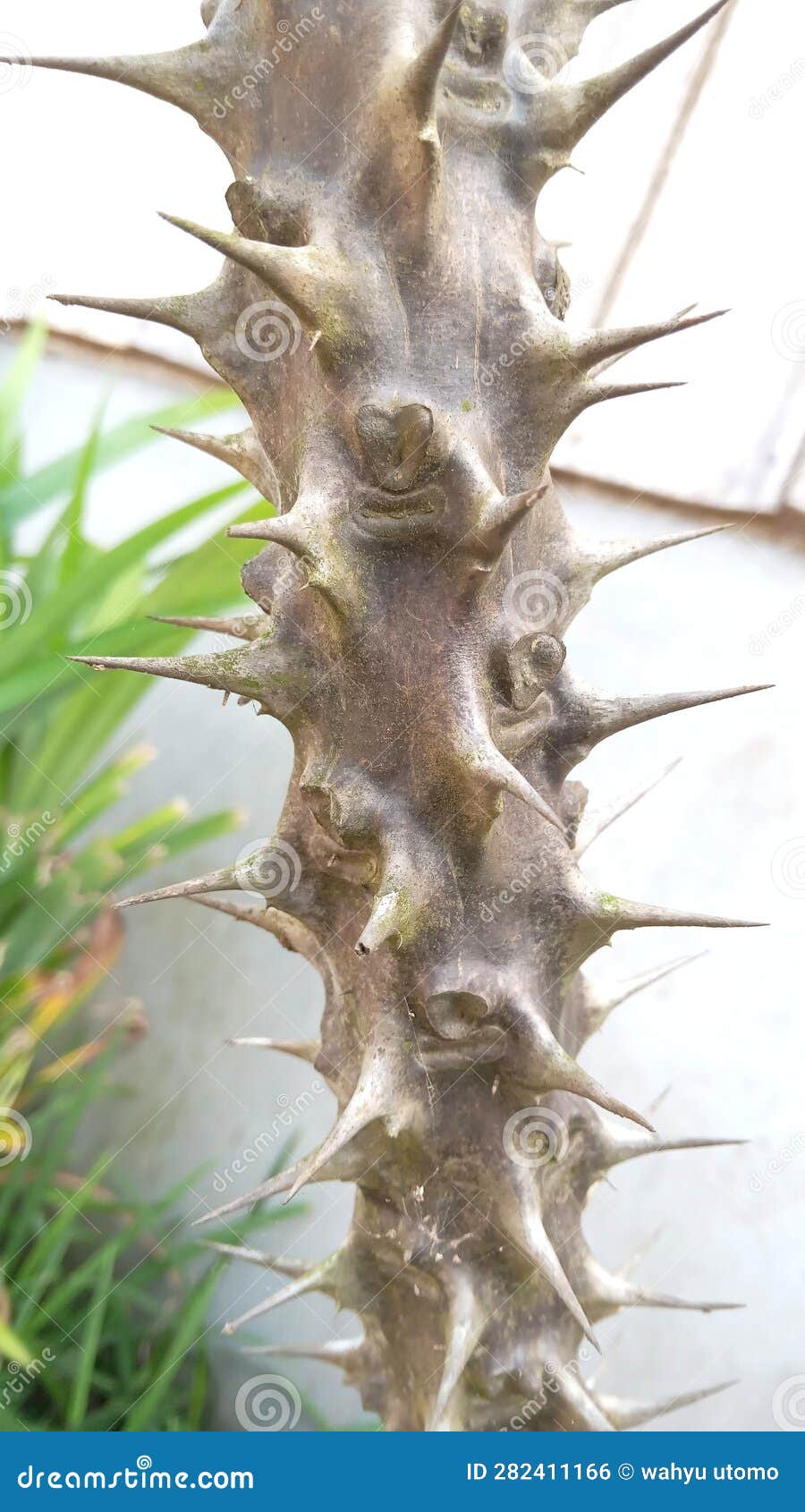 Sharp thorn tree stock photo. Image of stems, tree, thorns - 282411166