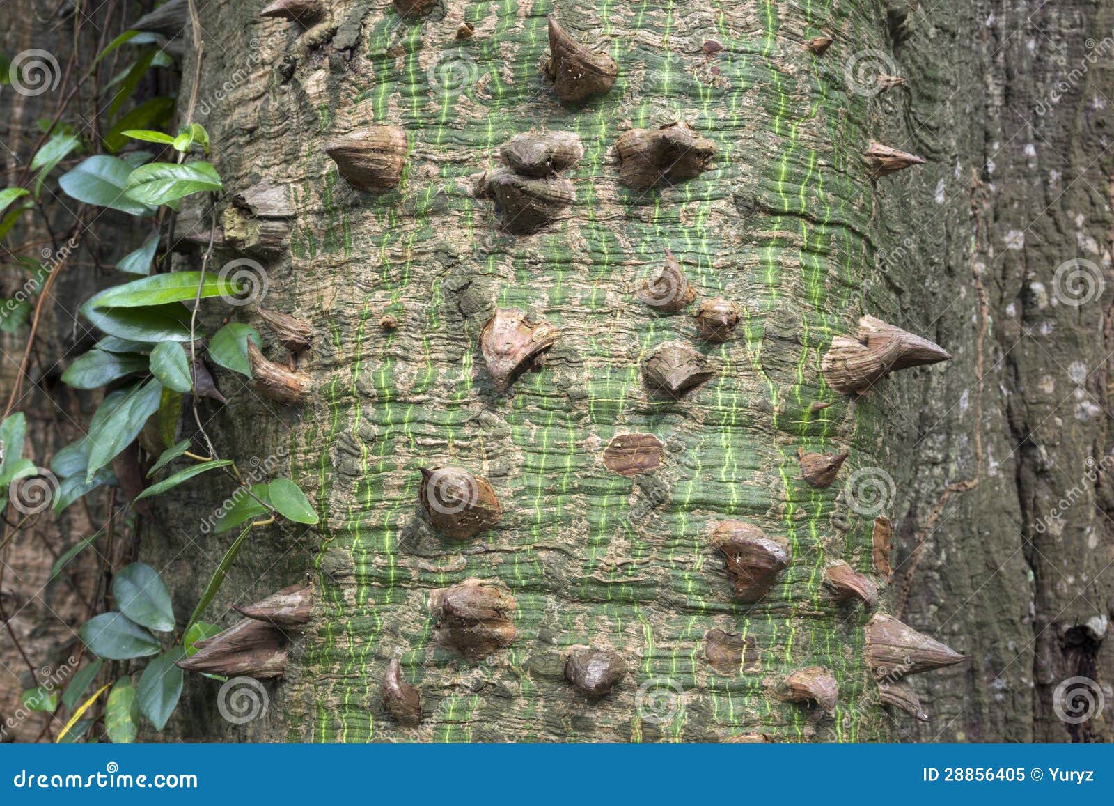 Sharp thorns stock image. Image of huge, closeup, detail - 28856405