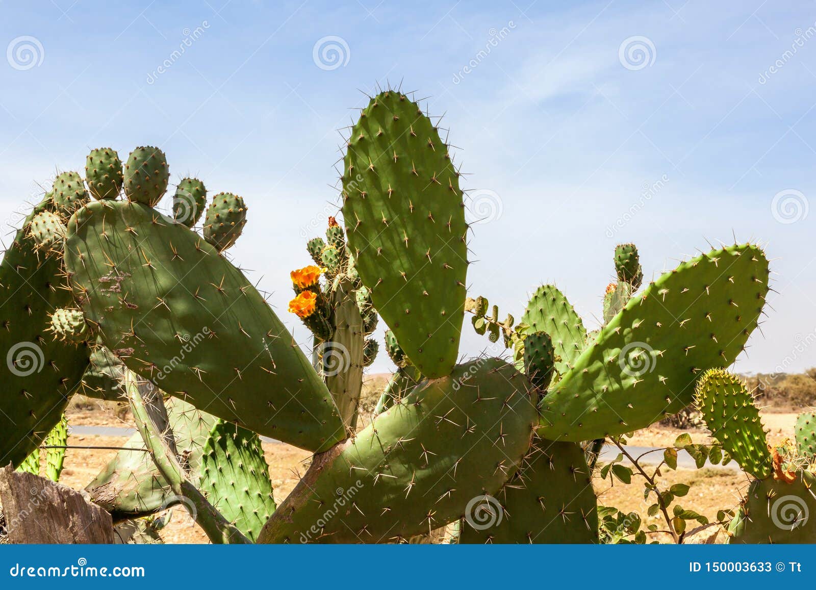 Sharp Thorns on a Blooming Wild Cactus Stock Image - Image of blue ...