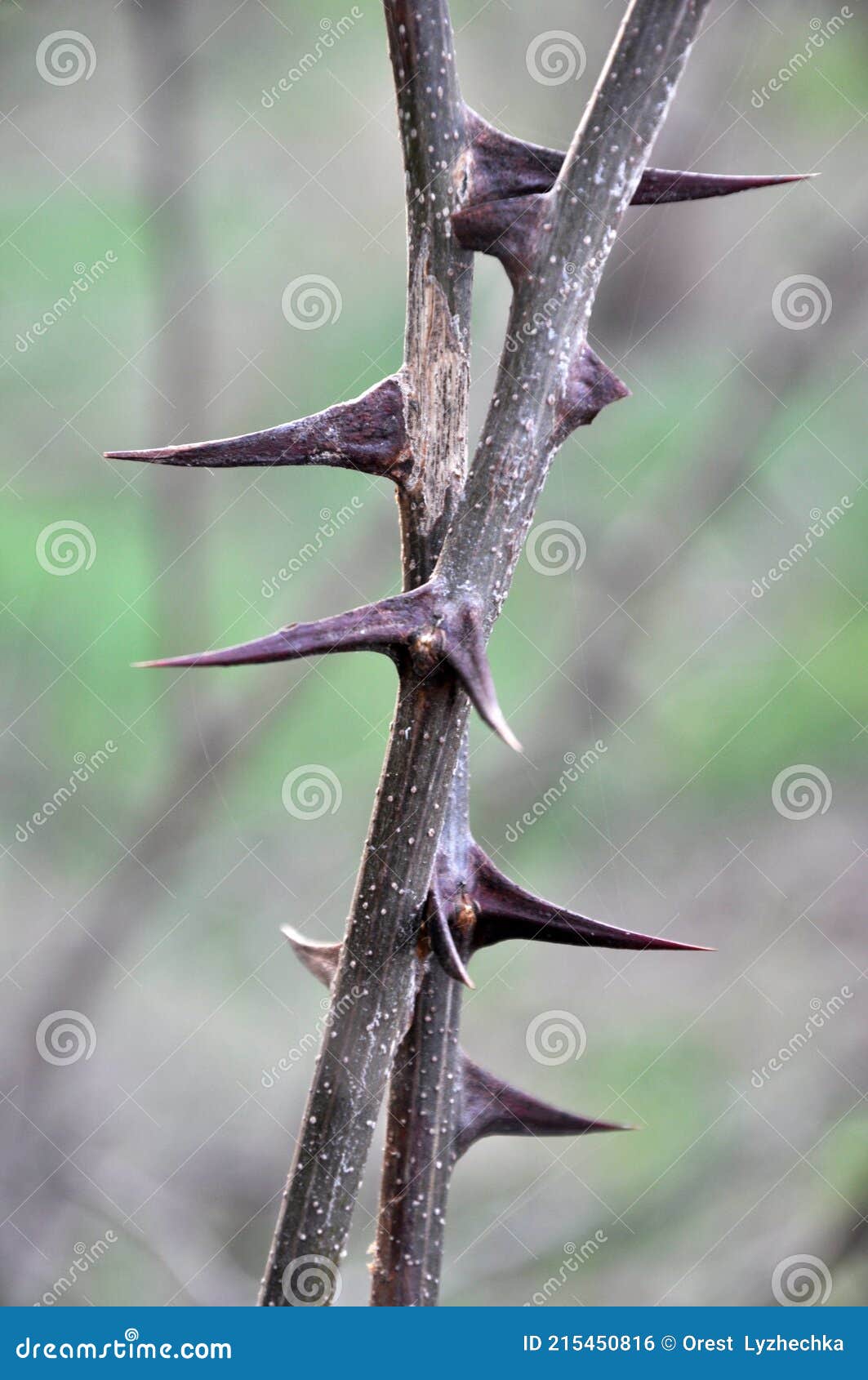 Sharp Thorns on a Branch of a Bush and a Tree Stock Photo - Image of ...