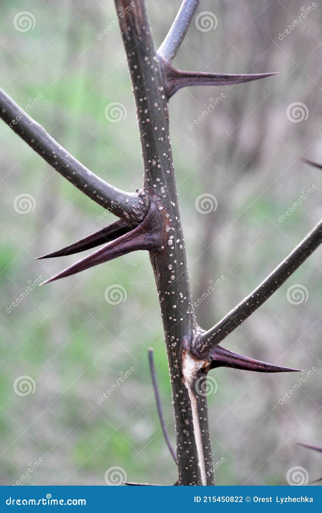 Sharp Thorns on a Branch of a Bush and a Tree Stock Photo - Image of ...