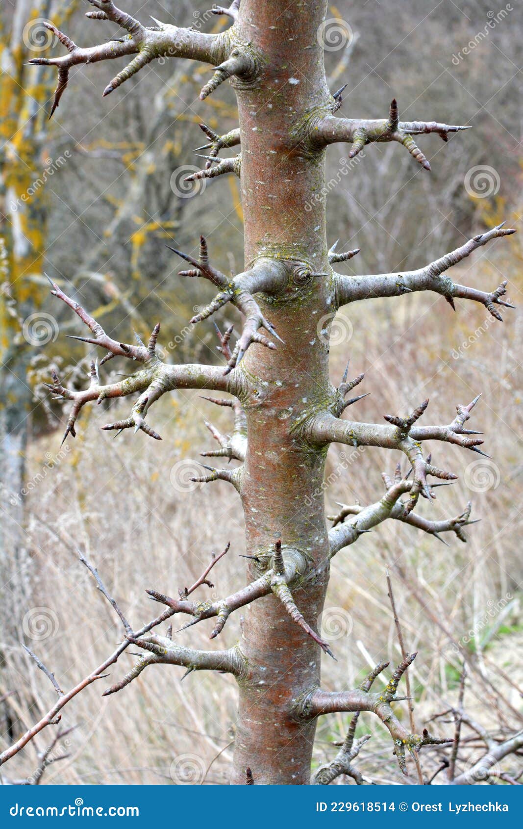 Sharp Thorns on a Branch of a Bush and a Tree Stock Photo - Image of ...