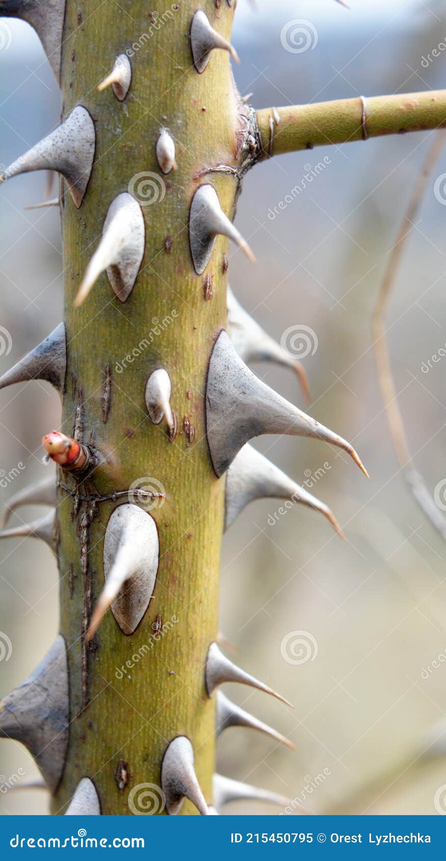 Sharp Thorns on a Branch of a Bush and a Tree Stock Image - Image of ...