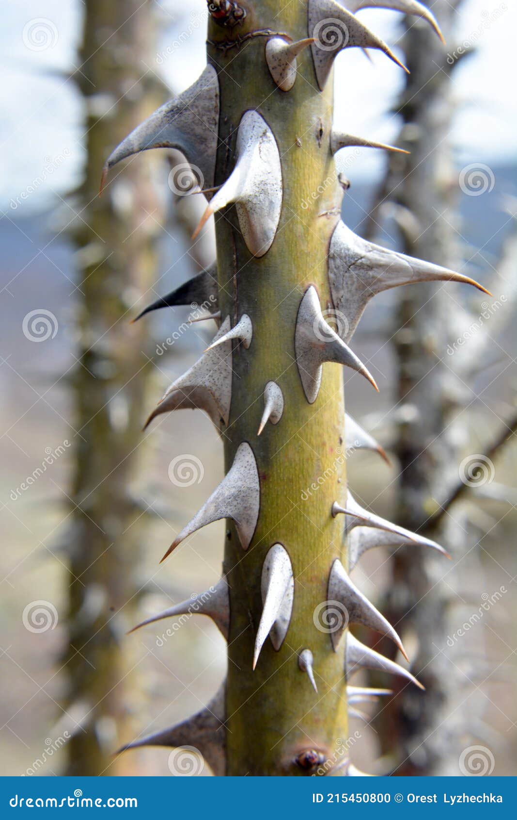 Sharp Thorns on a Branch of a Bush and a Tree Stock Photo - Image of ...