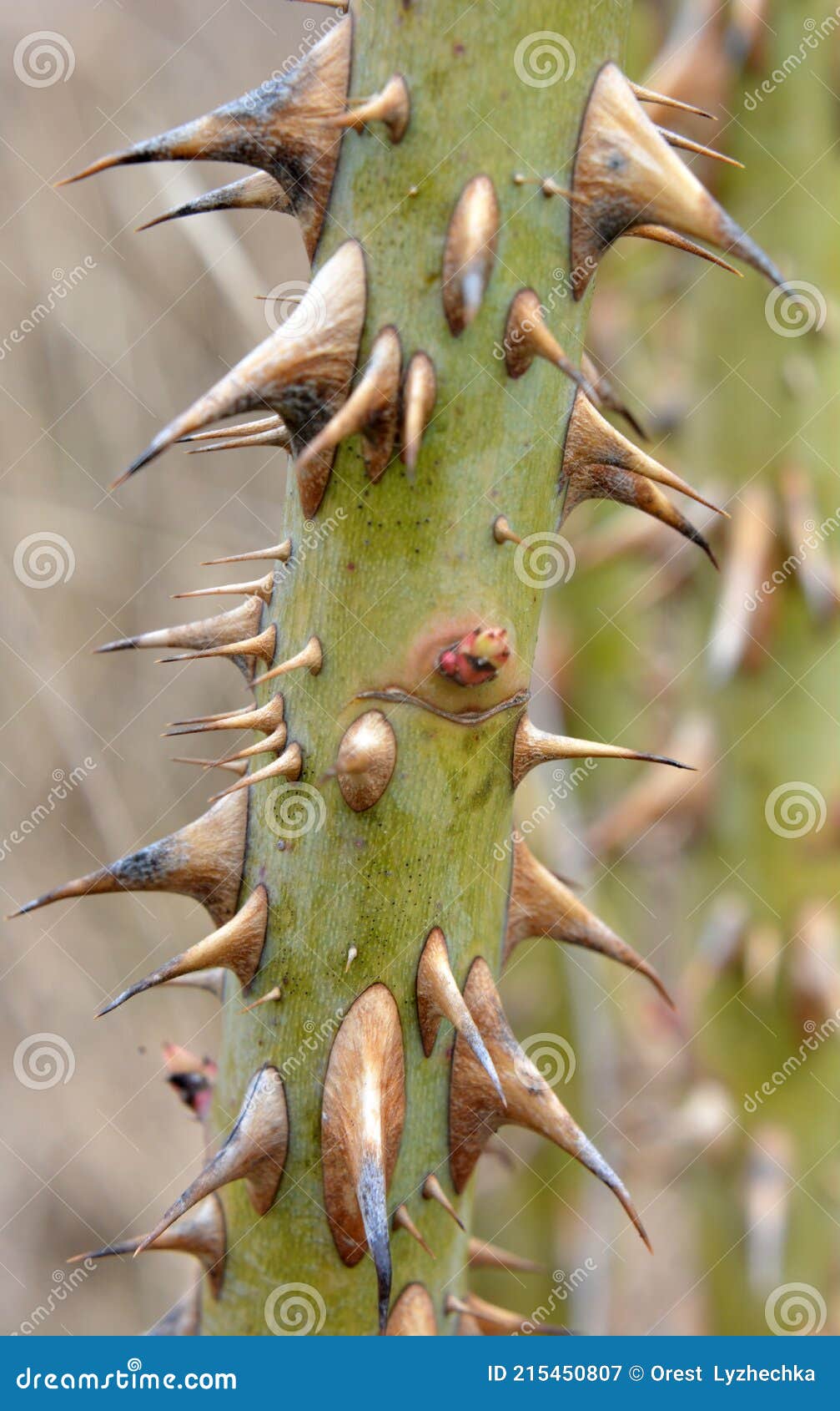 Sharp Thorns on a Branch of a Bush and a Tree Stock Image - Image of ...