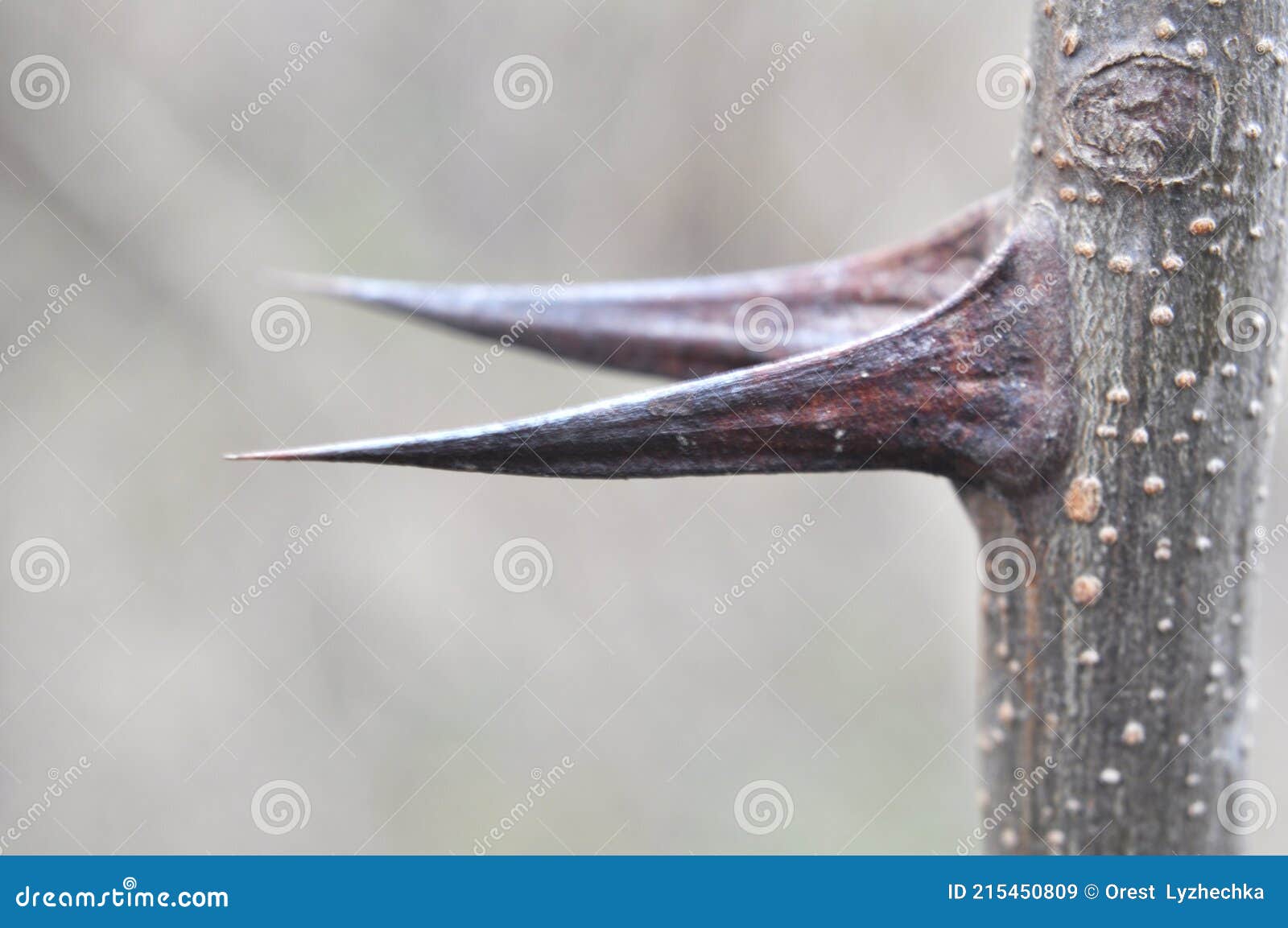 Sharp Thorns on a Branch of a Bush and a Tree Stock Image - Image of ...