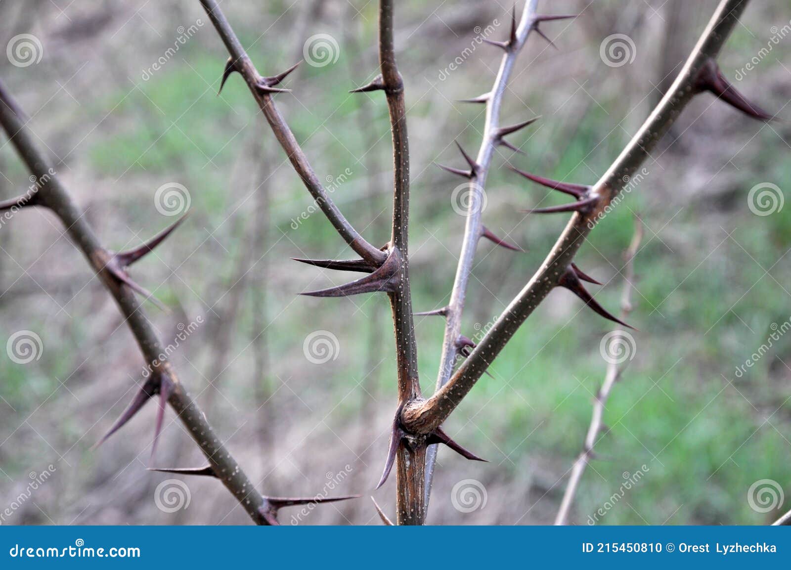 Sharp Thorns on a Branch of a Bush and a Tree Stock Photo - Image of ...