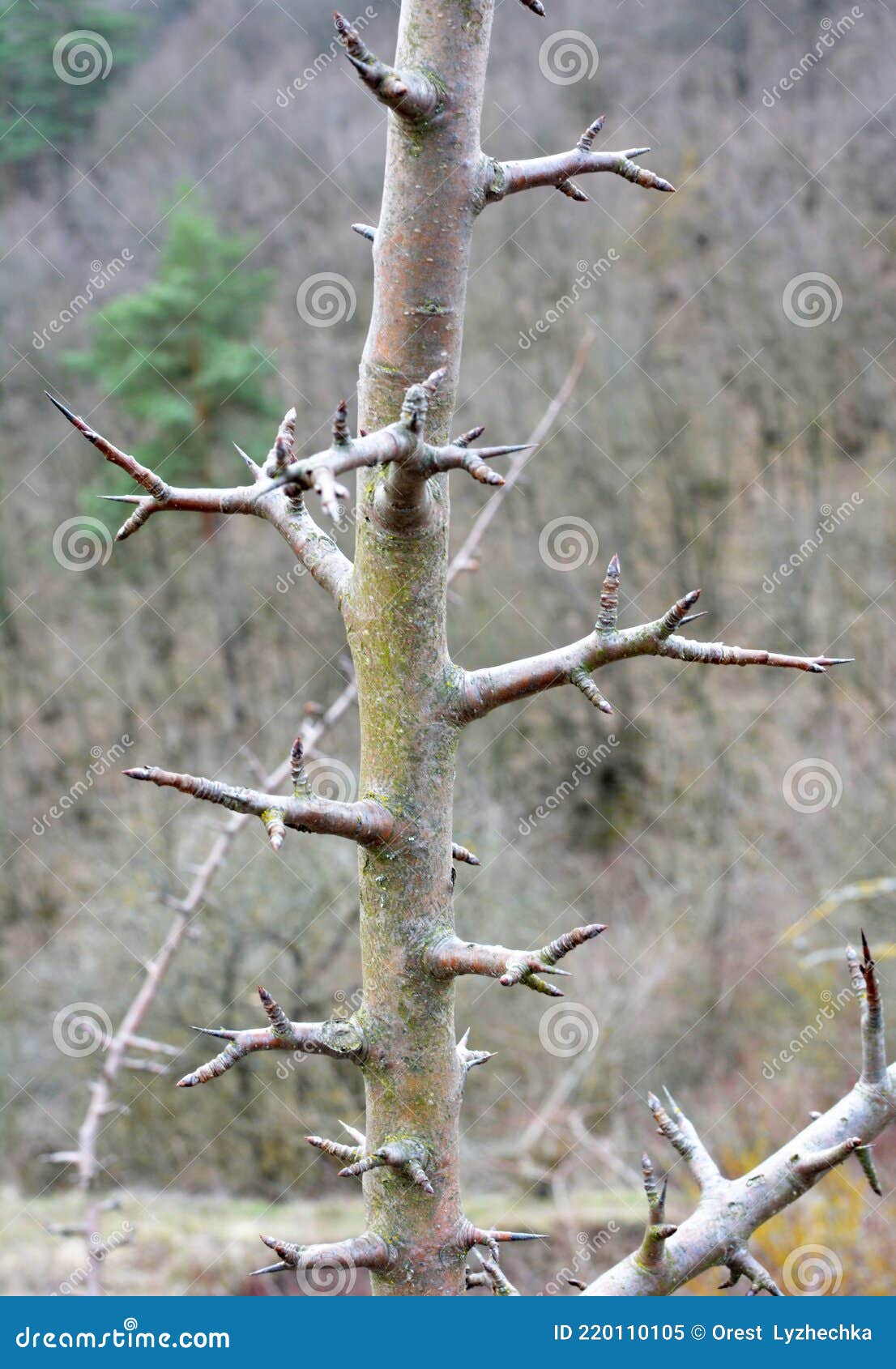 Sharp Thorns on a Branch of a Bush and a Tree Stock Image - Image of ...