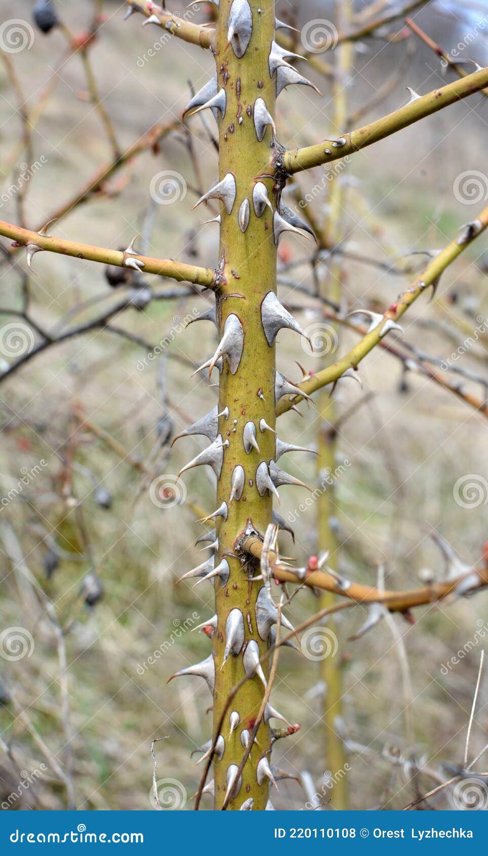 Sharp Thorns on a Branch of a Bush and a Tree Stock Photo - Image of ...