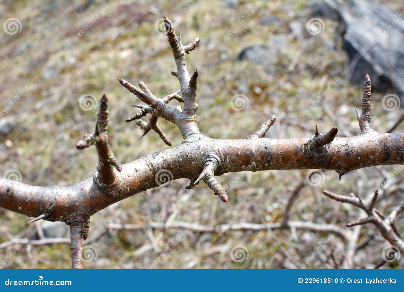 Sharp Thorns on a Branch of a Bush and a Tree Stock Photo - Image of ...