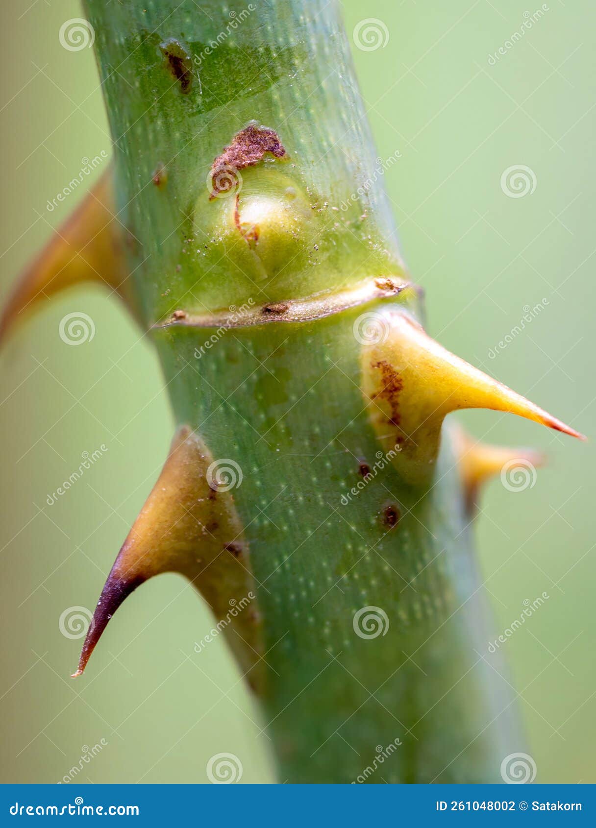 Sharp Thorns on the Branches of the Rose Stock Photo - Image of outdoor ...