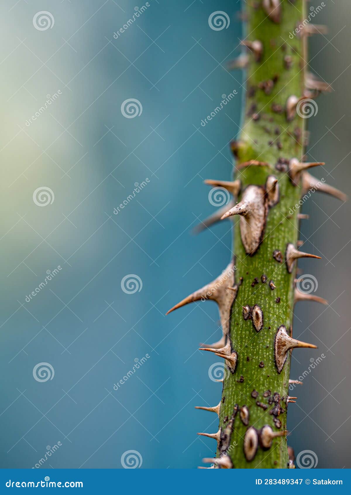Sharp Thorns on the Branches of the Rose Tree Stock Image - Image of ...