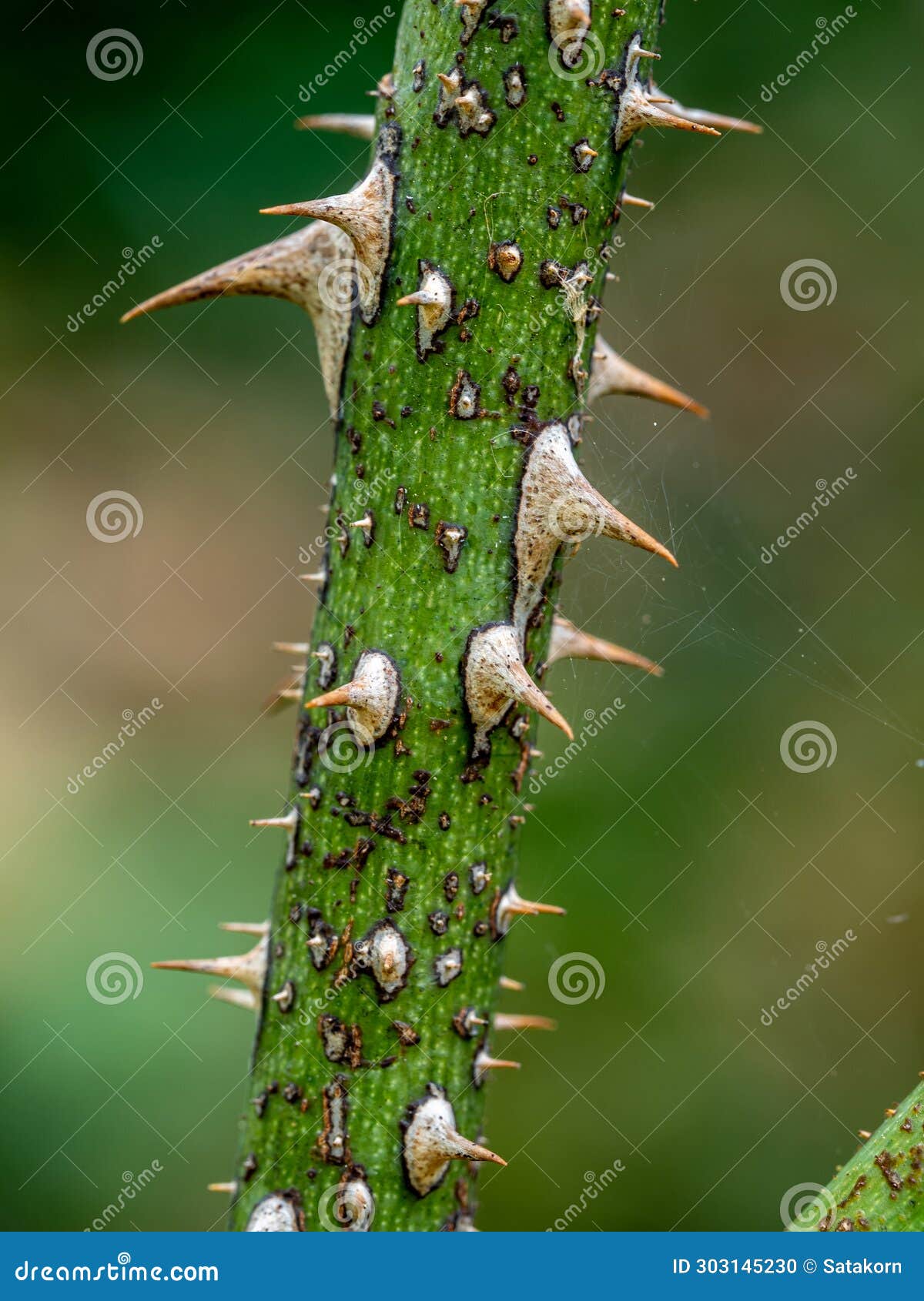 Sharp Thorns on the Branches of the Rose Tree Stock Photo - Image of ...