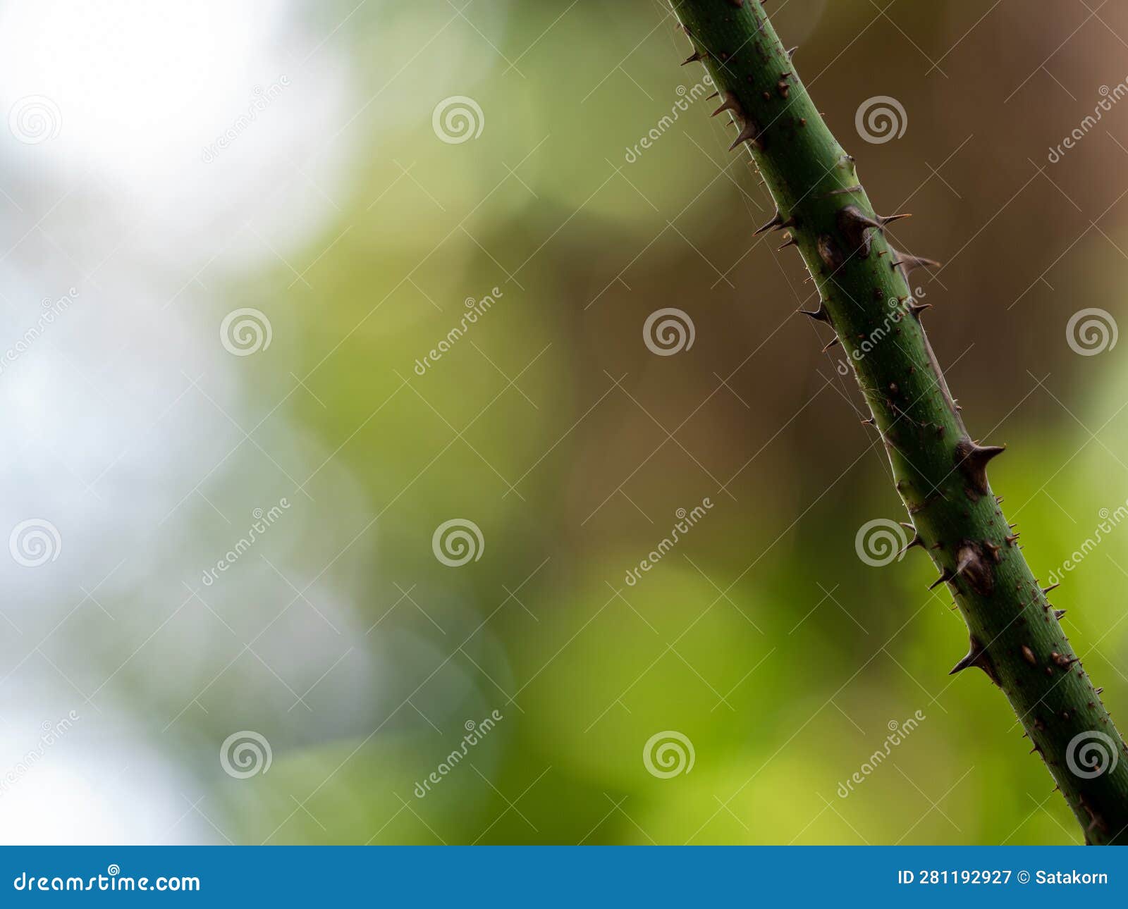 Sharp Thorns on the Branches of the Rose Tree Stock Image - Image of ...