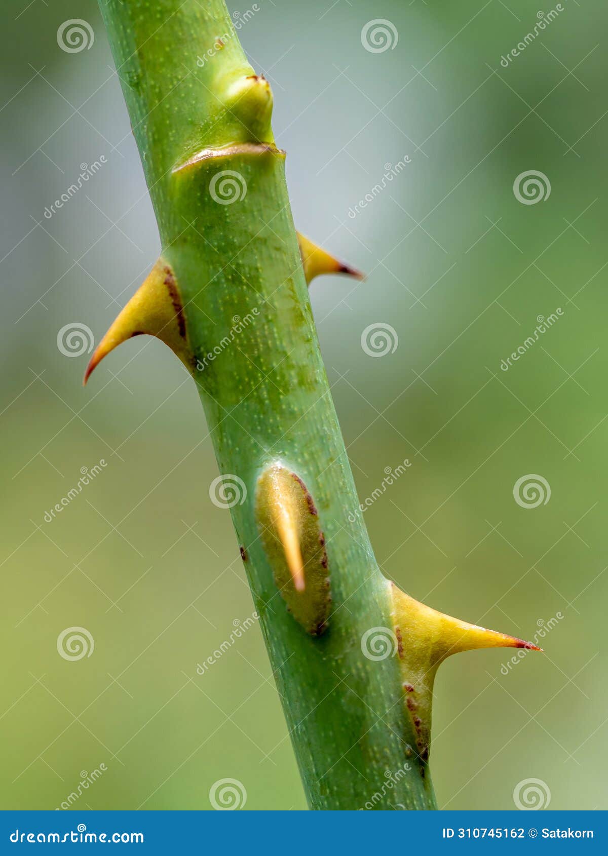 Sharp Thorns on the Branches of the Rose Tree Stock Photo - Image of ...