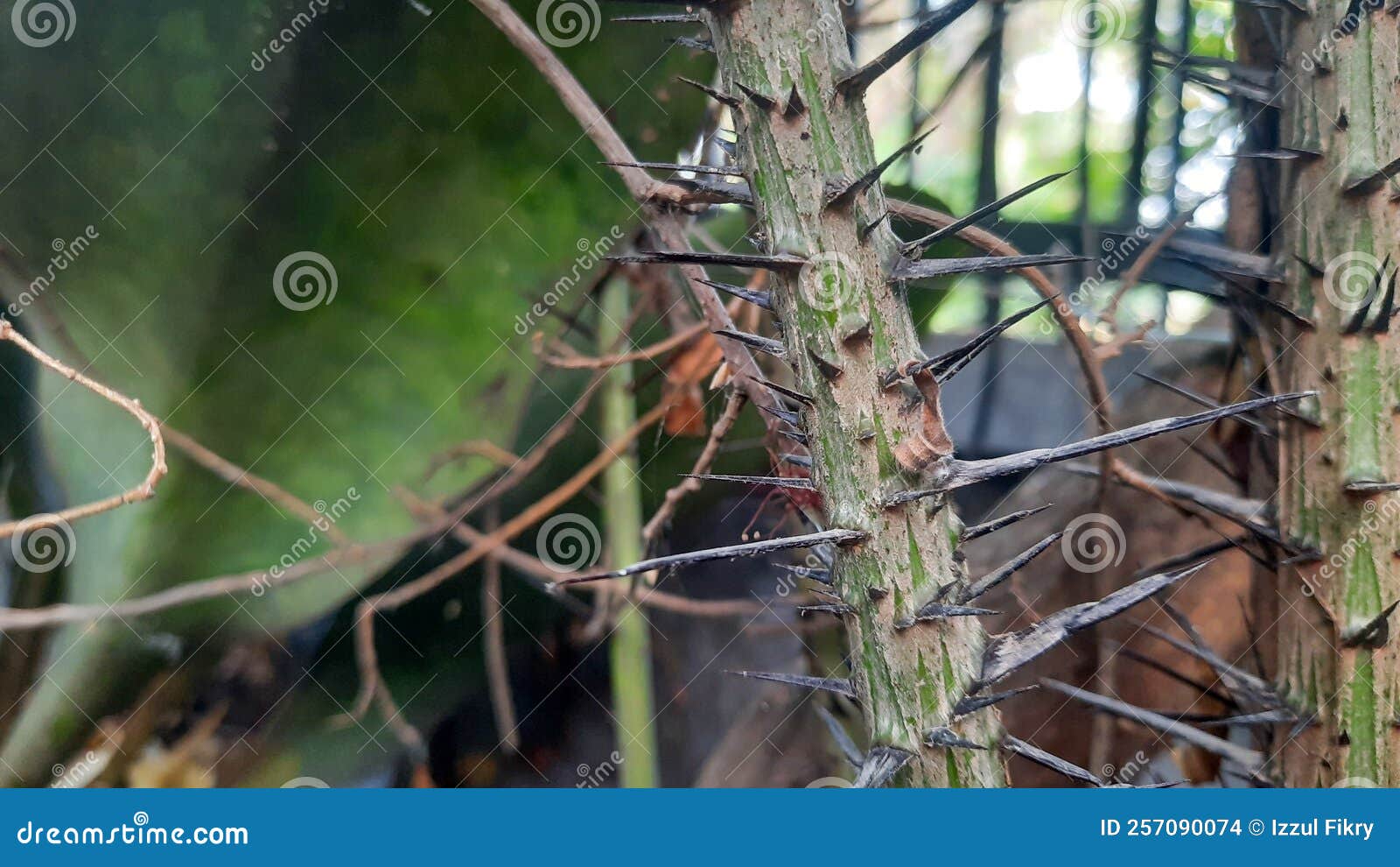 Sharp thorns on plant stock photo. Image of plant, branch - 257090074
