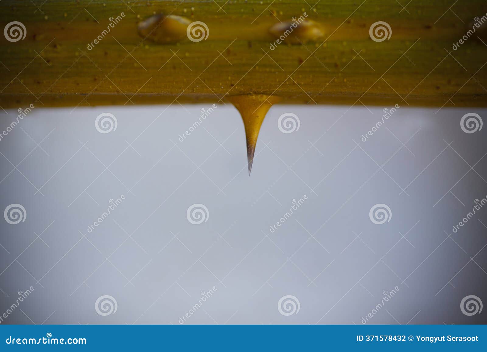 Sharp Thorns Of Green Malayan Spurge Tree Royalty-Free Stock ...