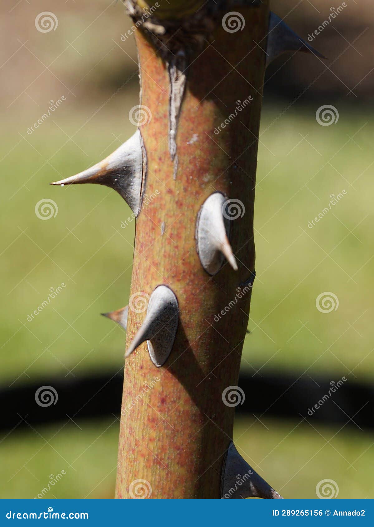 Sharp Thorns on the Stem of a Rose Close-up Stock Photo - Image of ...