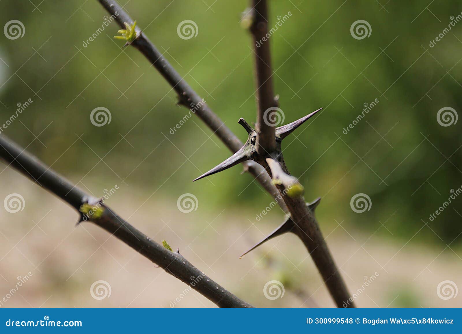Sharp Thorns On Prickly Pear Cactus Leaves Stock Image | CartoonDealer ...