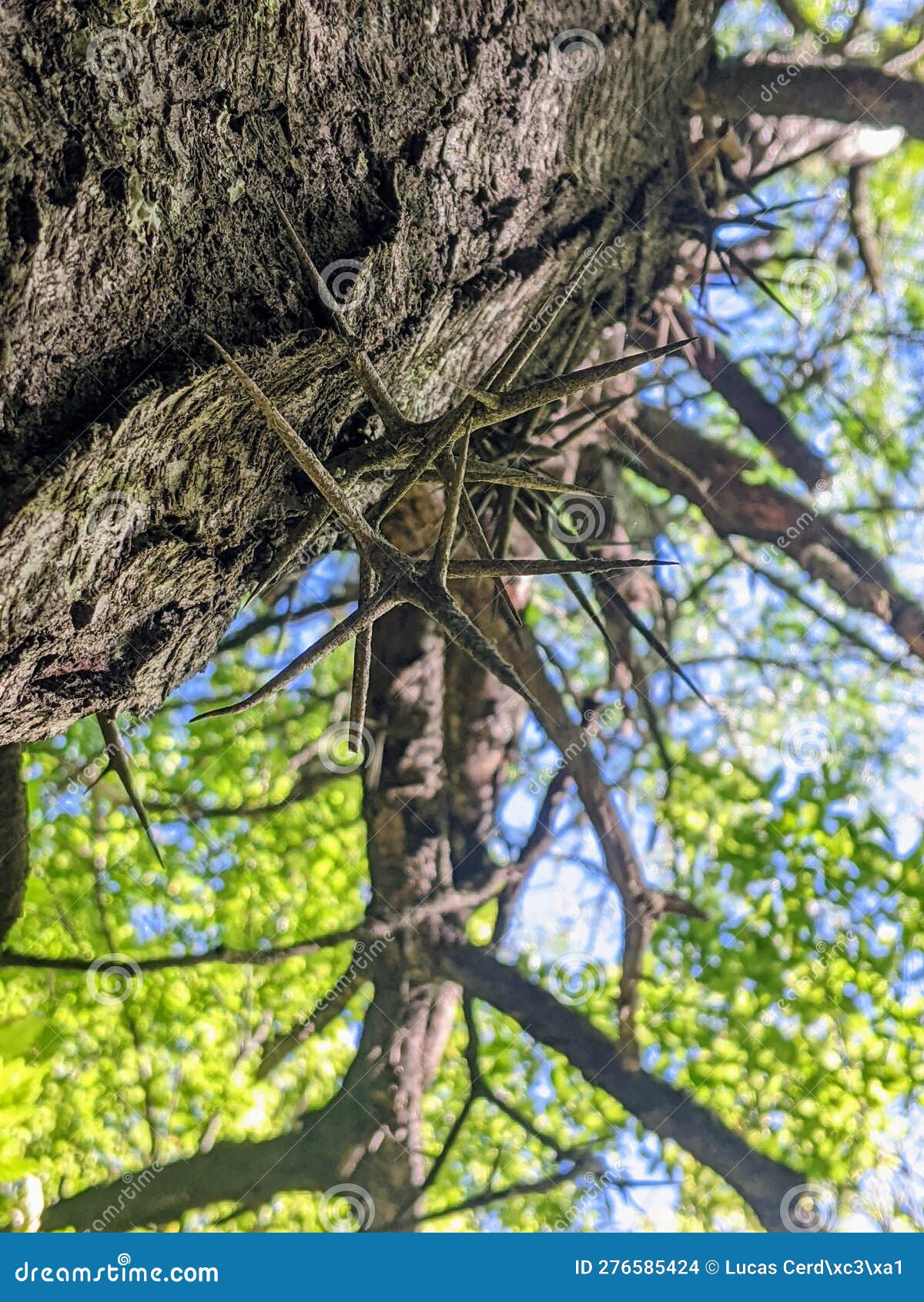 Sharp Thorns on a Tree Trunk with Sky and Foliage in the Background ...
