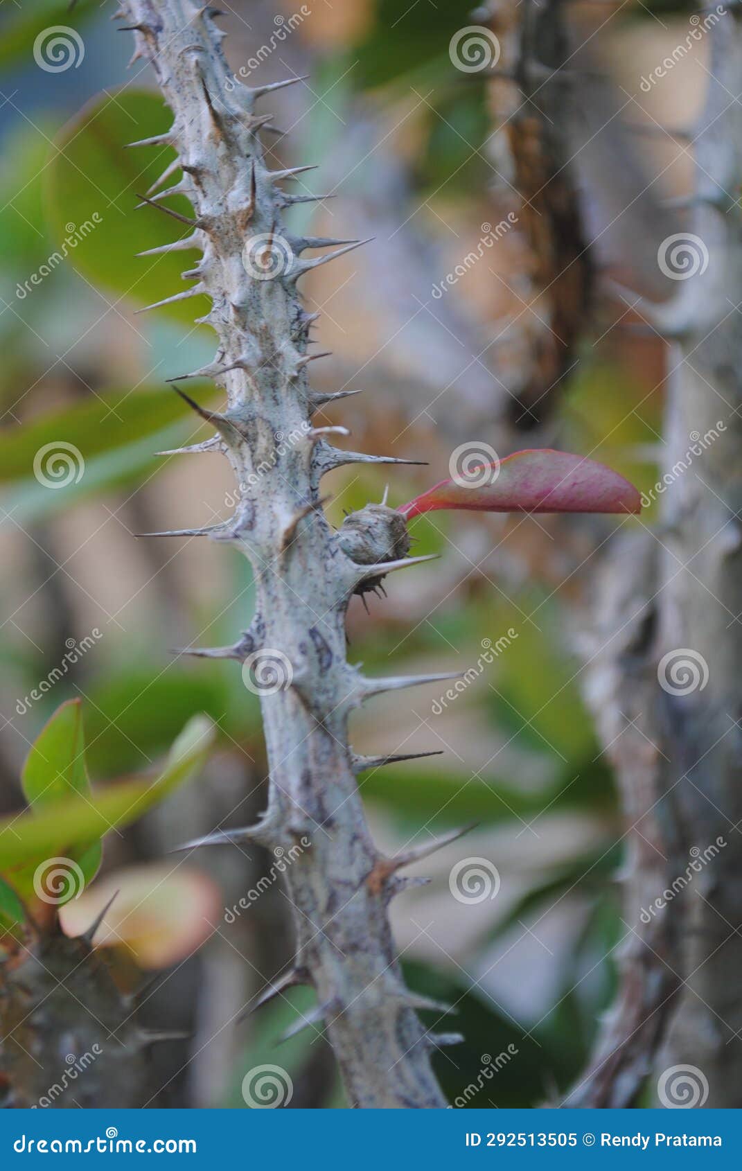 Sharp Thorny Plant in Zoom and Focus Stock Image - Image of eforbia ...