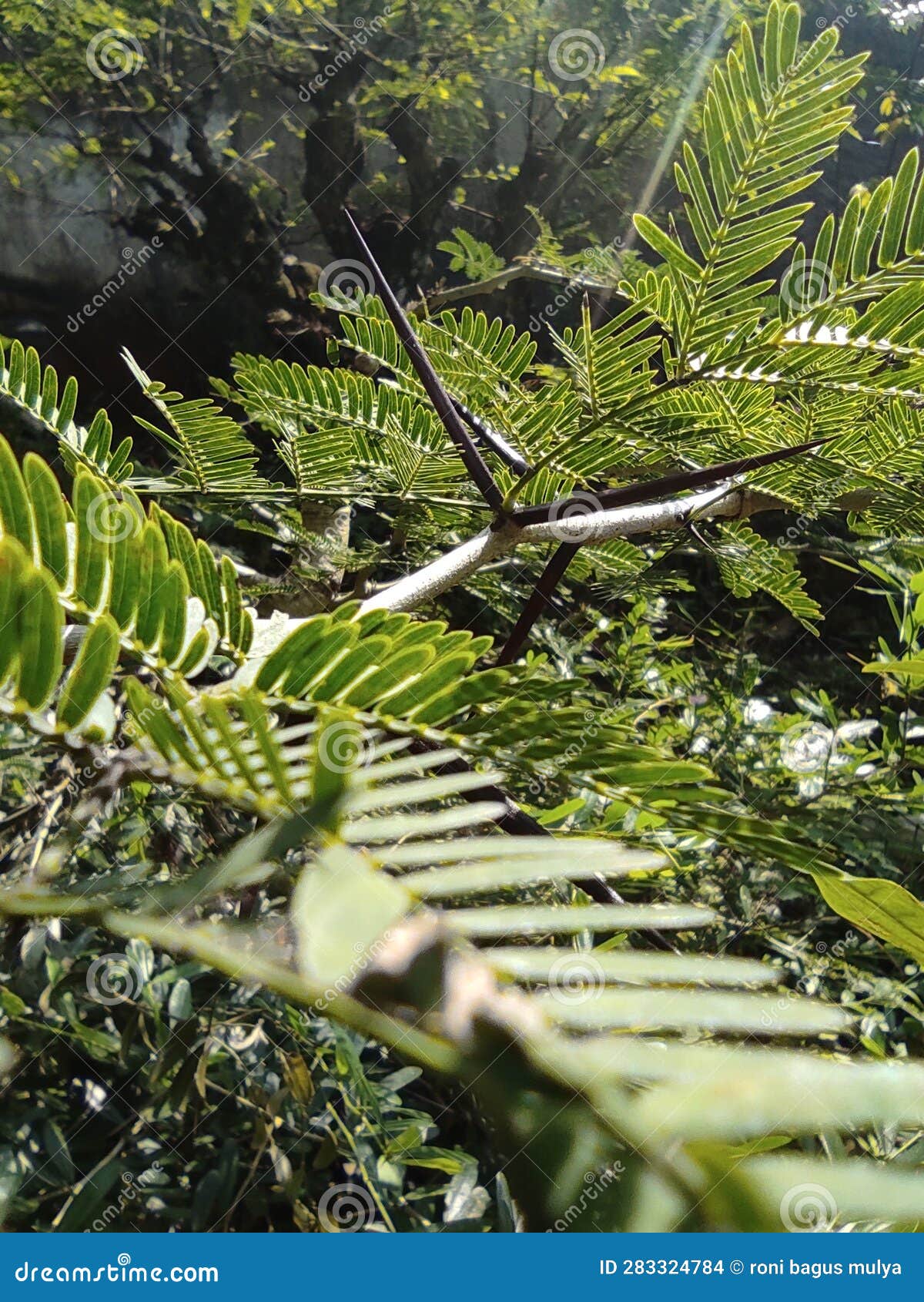 A Sharp Thorny Tree that Lives in Tropical Forests Stock Photo - Image ...