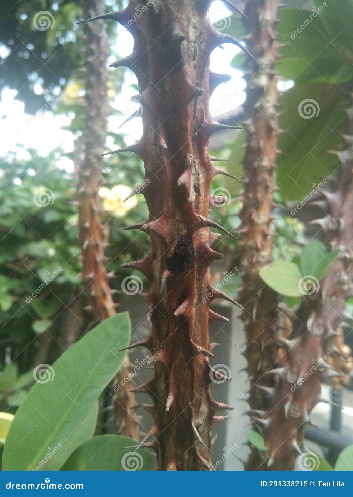 Sharp thorny tree trunks stock image. Image of thorny - 291338215