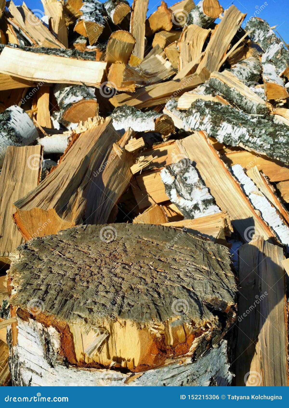 Sharp Tree Stump Stand and Background of Birch Firewood Texture Stock ...
