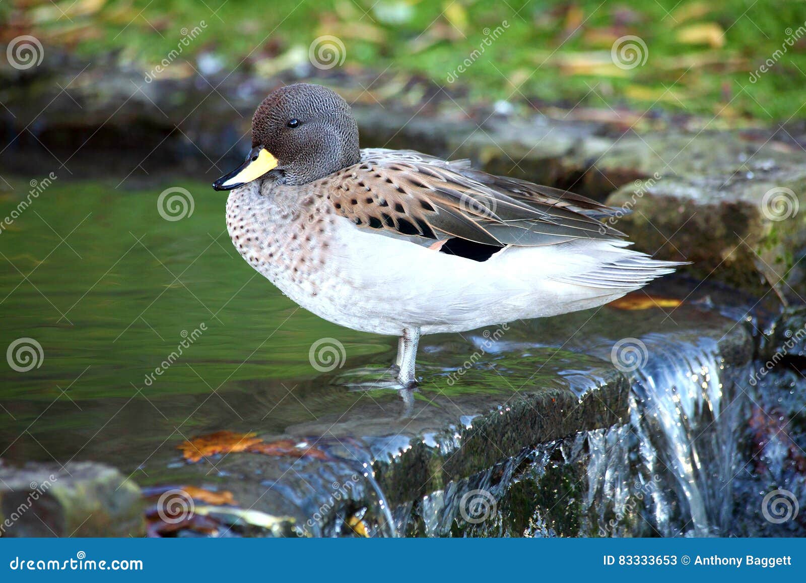 103 Sharp Winged Teal Stock Photos - Free & Royalty-Free Stock Photos ...
