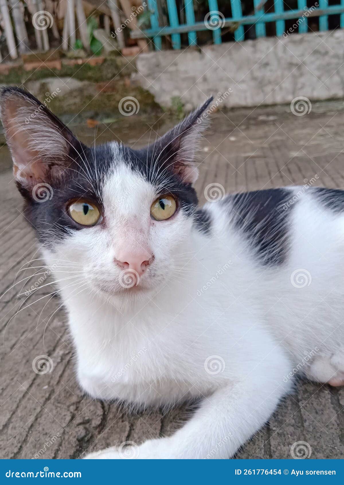 Wildcat clouse up stock photo. Image of sharp, whiskers - 261776454