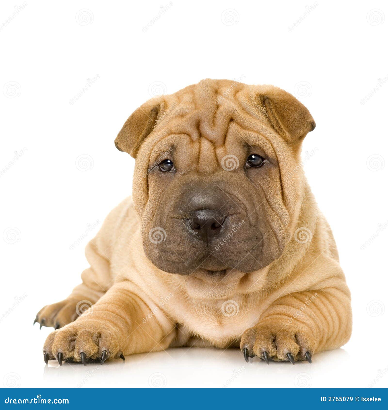 Sharpei stock image. Image of lying, canine, portrait - 2765079