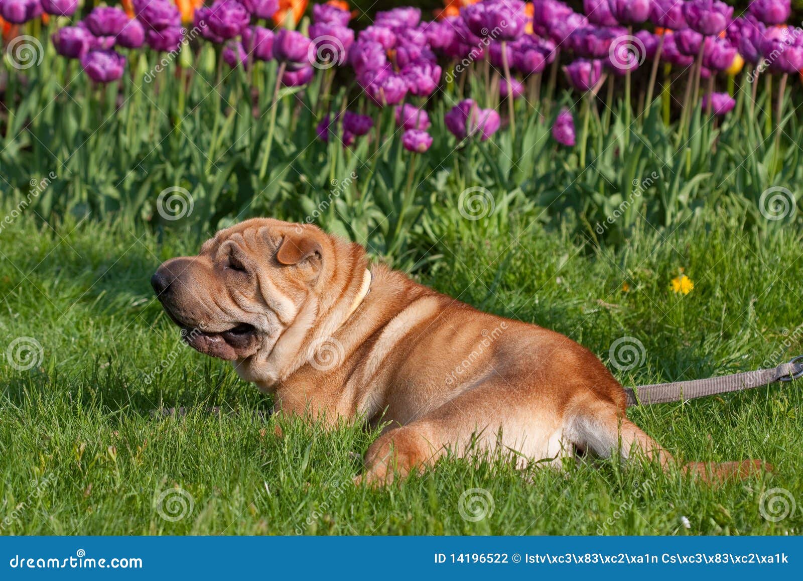 Sharpei dog stock photo. Image of leaf, happy, green - 14196522