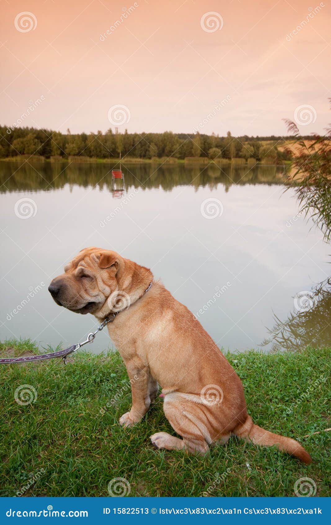 Sharpei dog stock image. Image of nice, animal, pedigree - 15822513