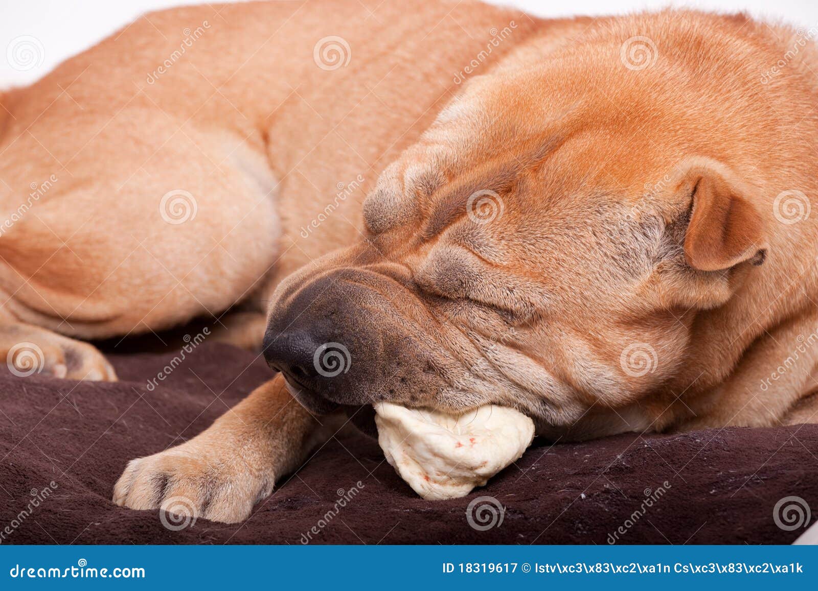 Sharpei dog stock image. Image of breed, doggy, beautiful - 18319617