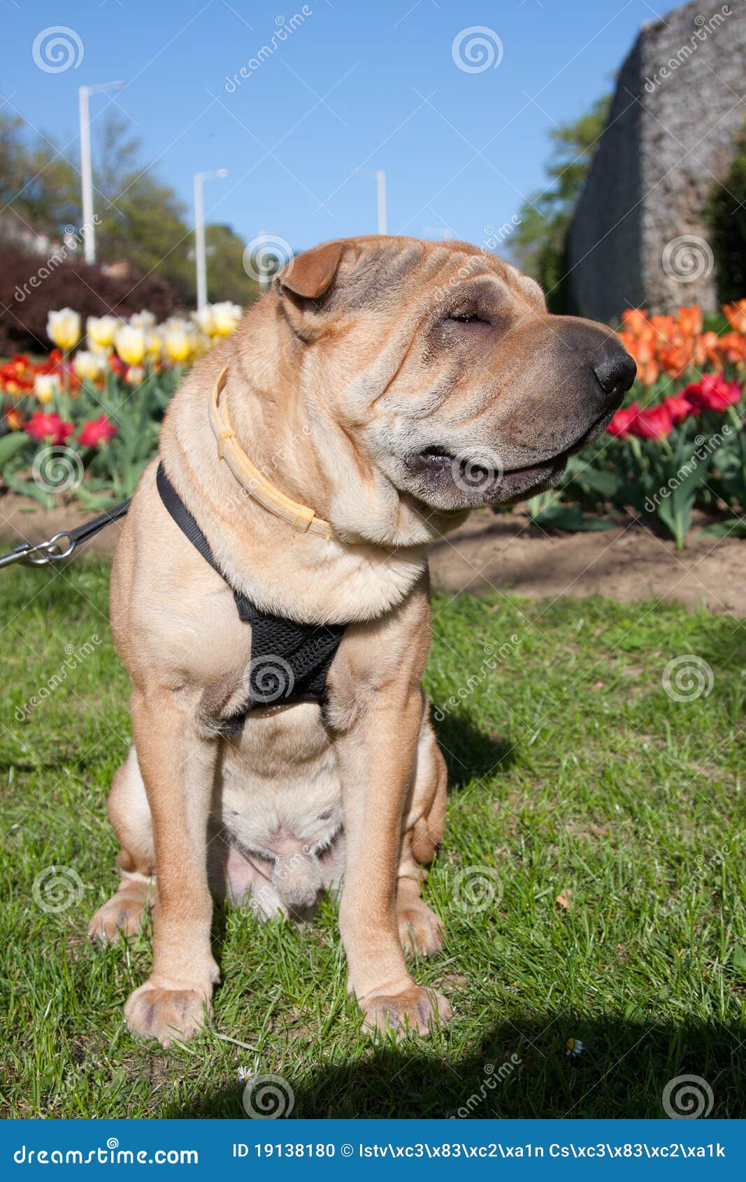 Sharpei dog stock photo. Image of mammal, leaf, grooming - 19138180