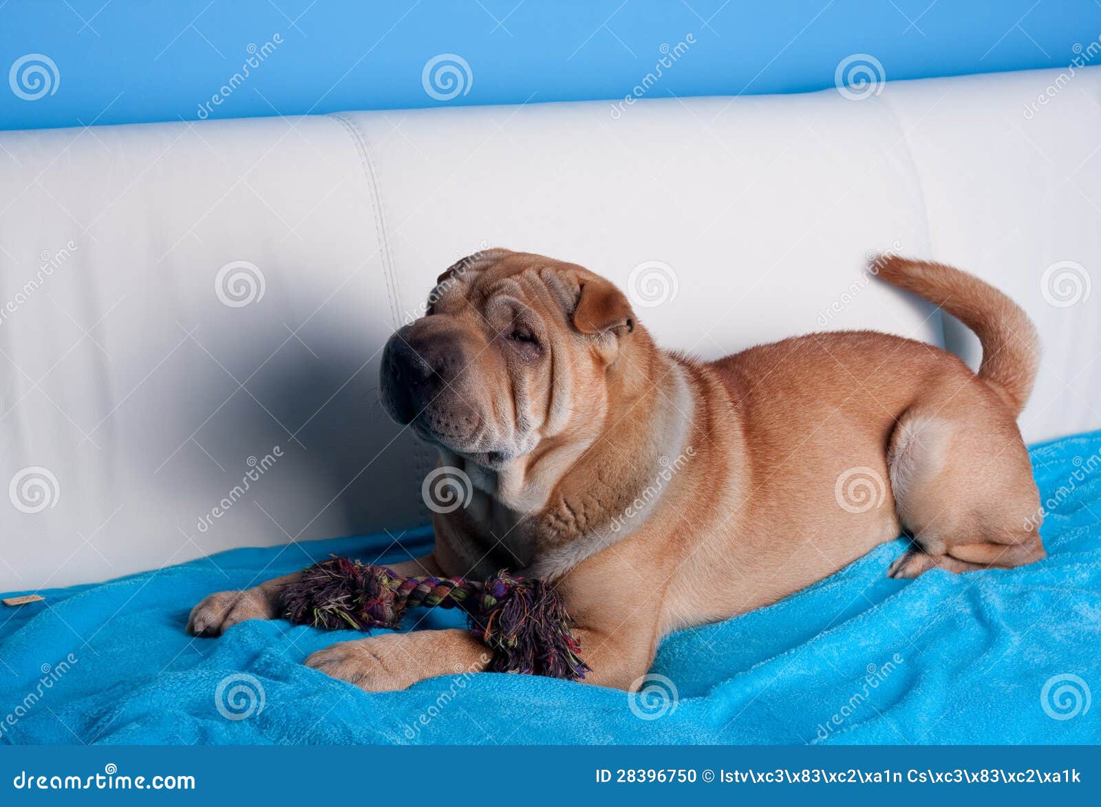 Sharpei dog stock photo. Image of legs, indoor, baby - 28396750