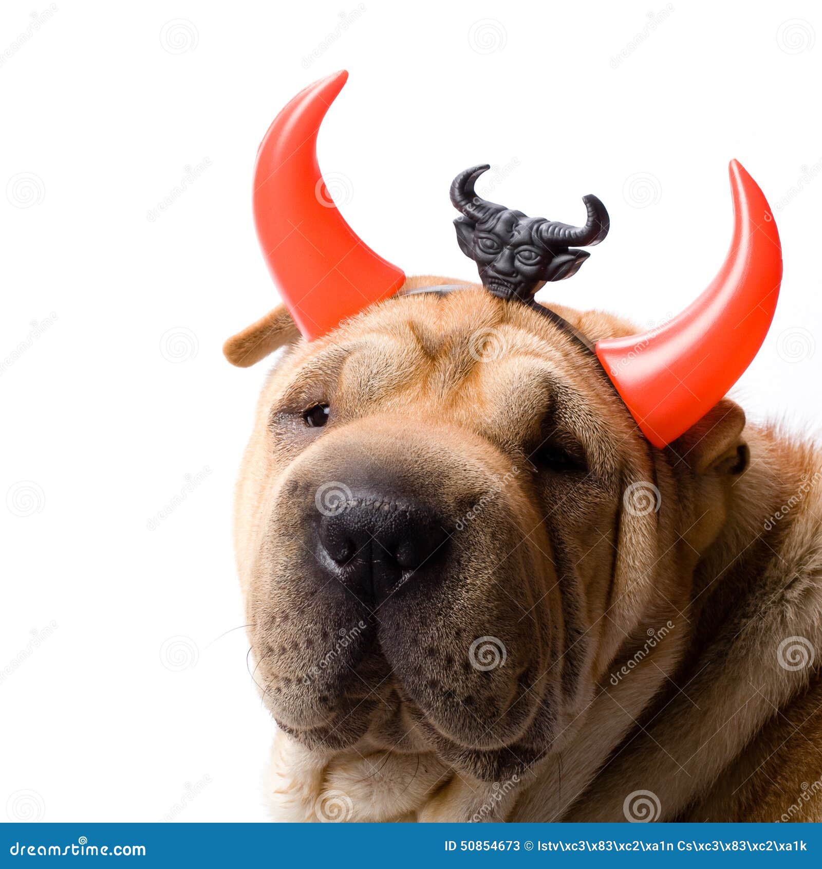 Sharpei dog stock image. Image of comical, halloween - 50854673
