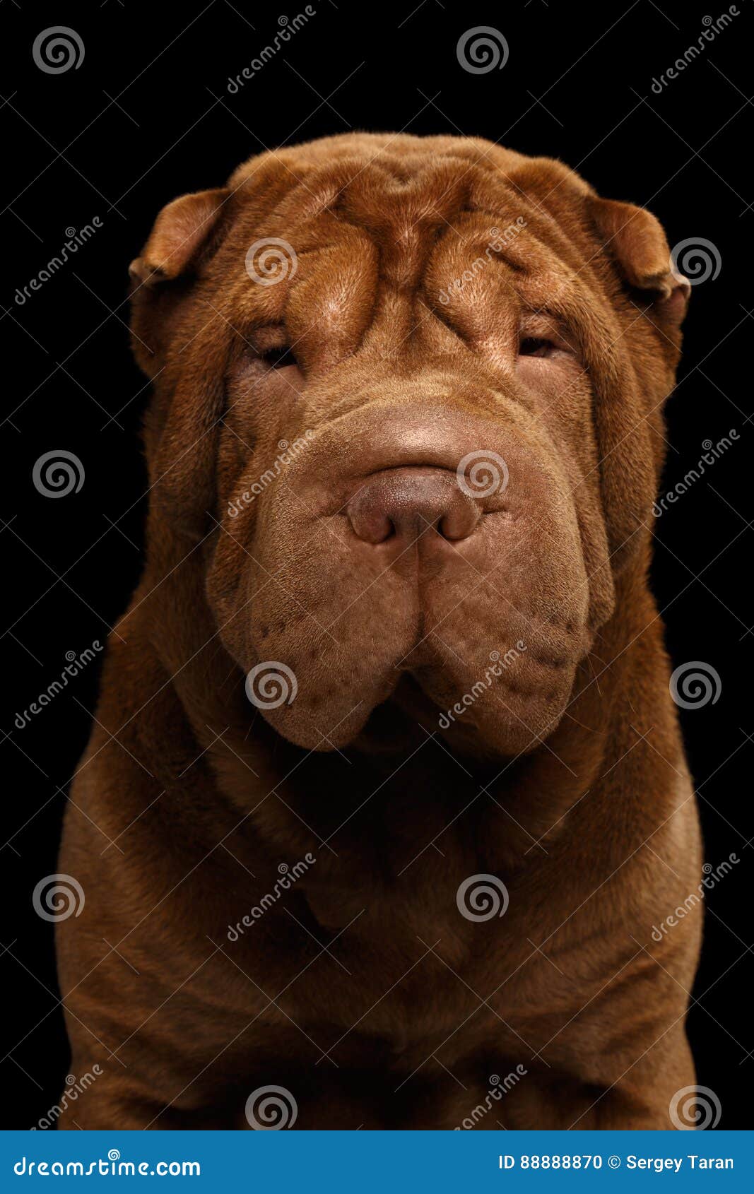 Sharpei Dog Isolated on Black Background Stock Photo - Image of ...