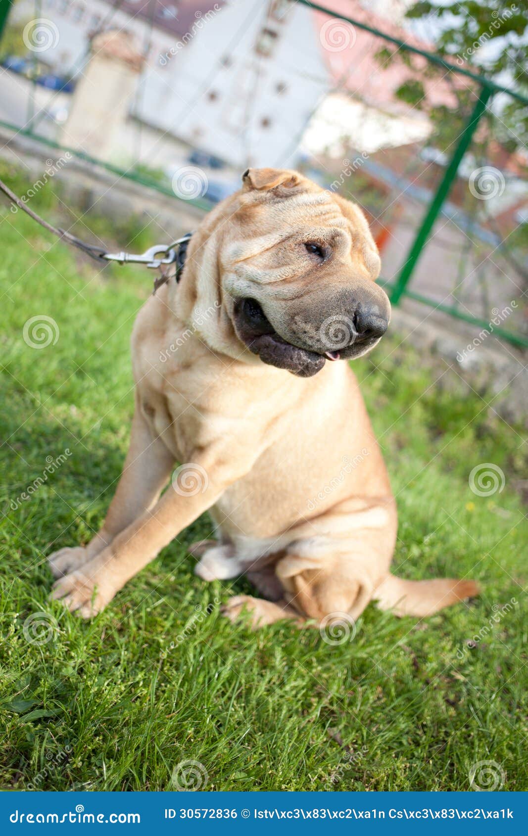 Sharpei dog stock photo. Image of nature, obedient, meadow - 30572836