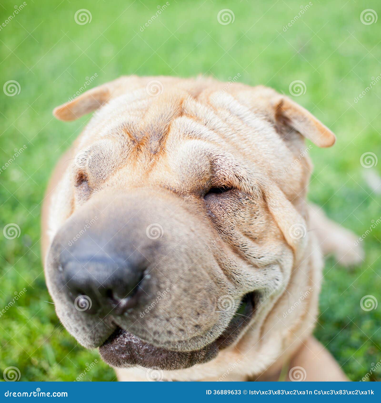 Sharpei dog stock image. Image of beautiful, green, breed - 36889633