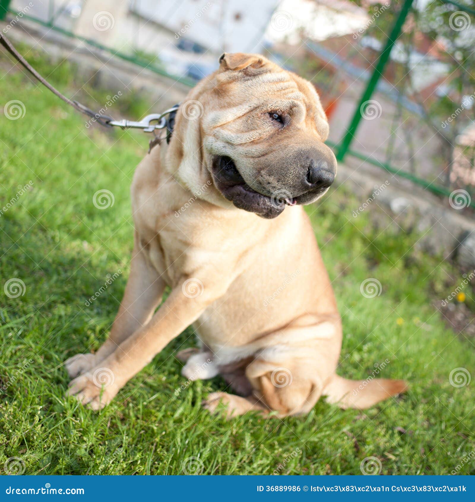 Sharpei dog stock photo. Image of green, pedigree, brown - 36889986
