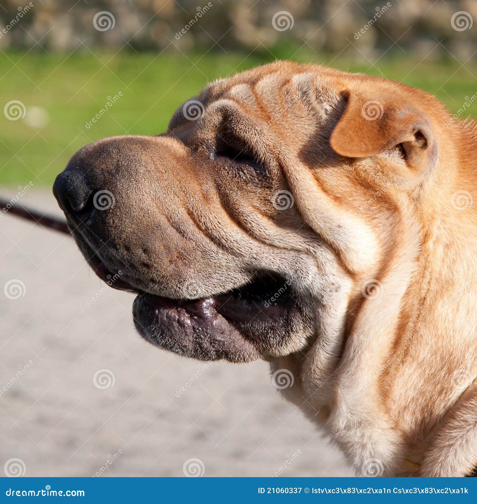 Sharpei dog portrait stock image. Image of brown, nice - 21060337