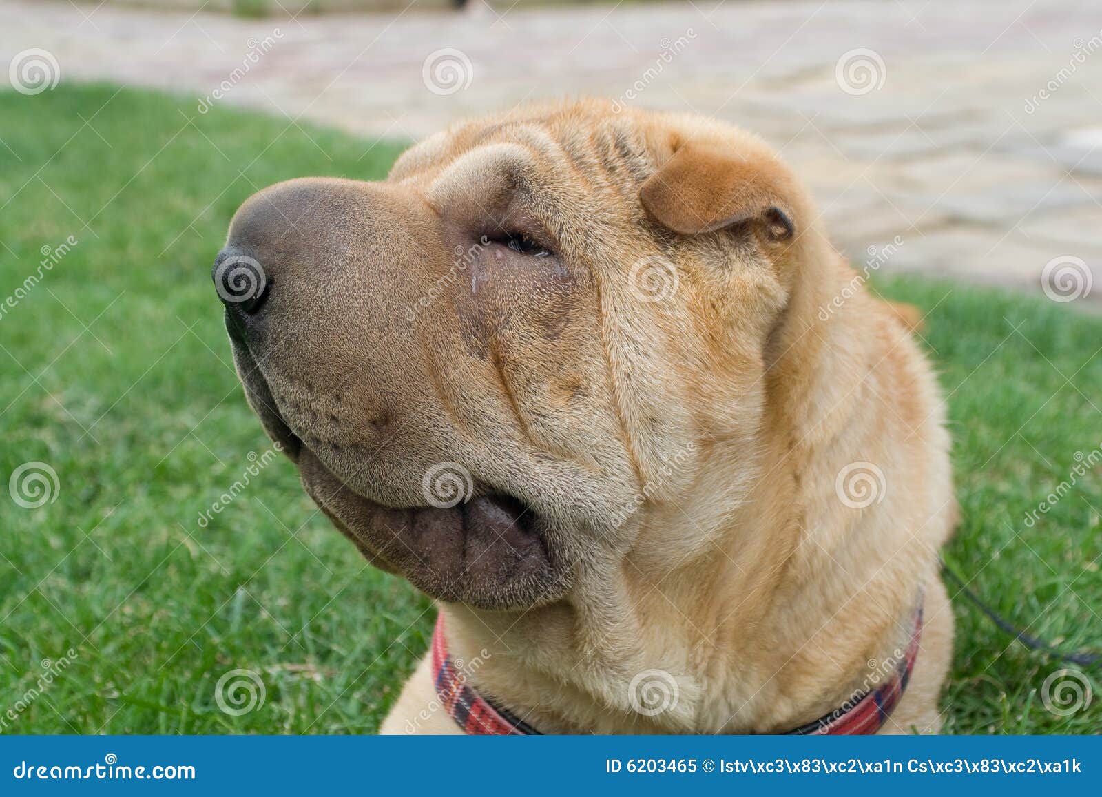 Sharpei dog portrait stock image. Image of park, lead - 6203465