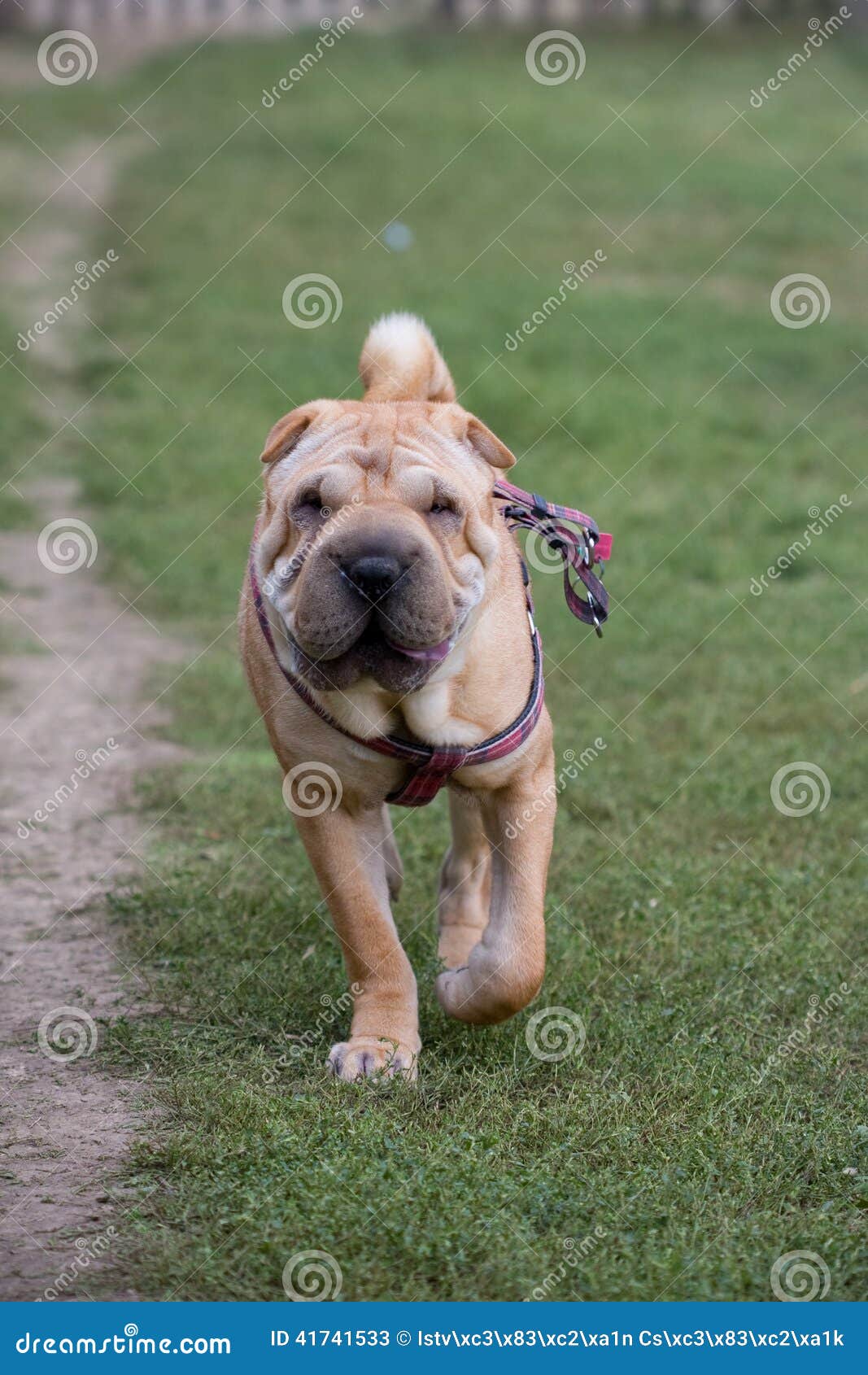 Sharpei dog stock image. Image of happy, pedigreed, lead - 41741533