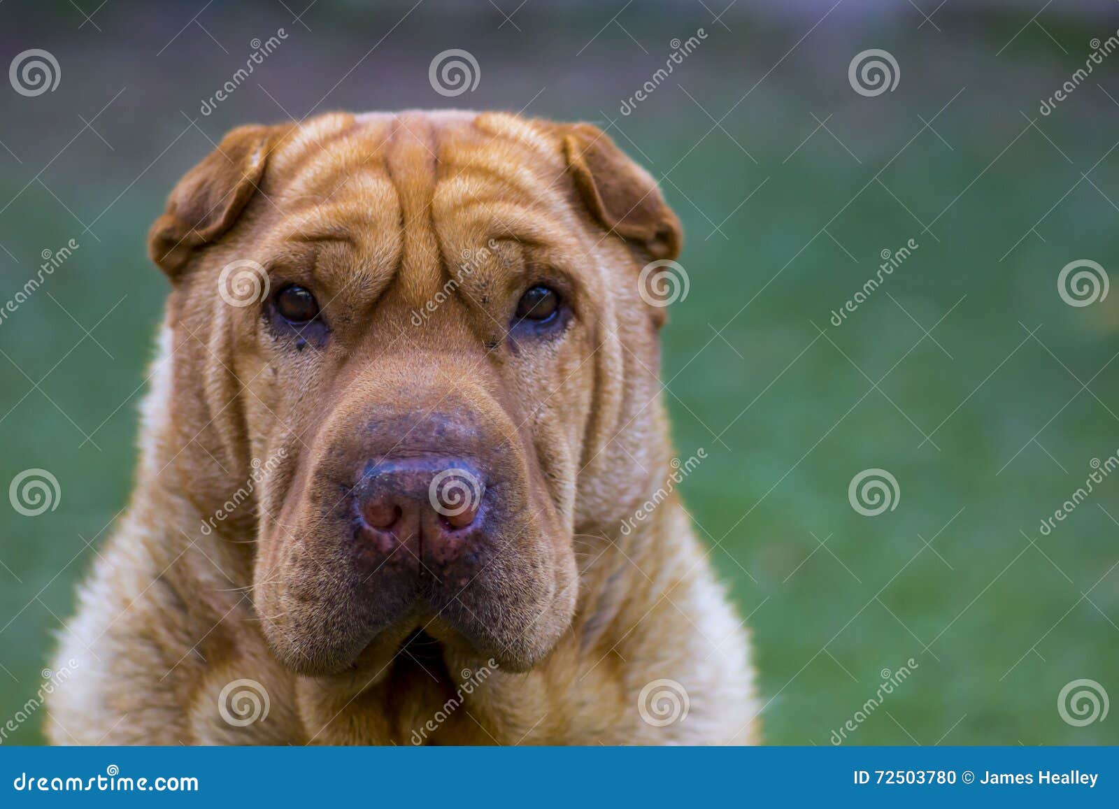 Sharpei dog starring stock photo. Image of animals, mouth - 72503780
