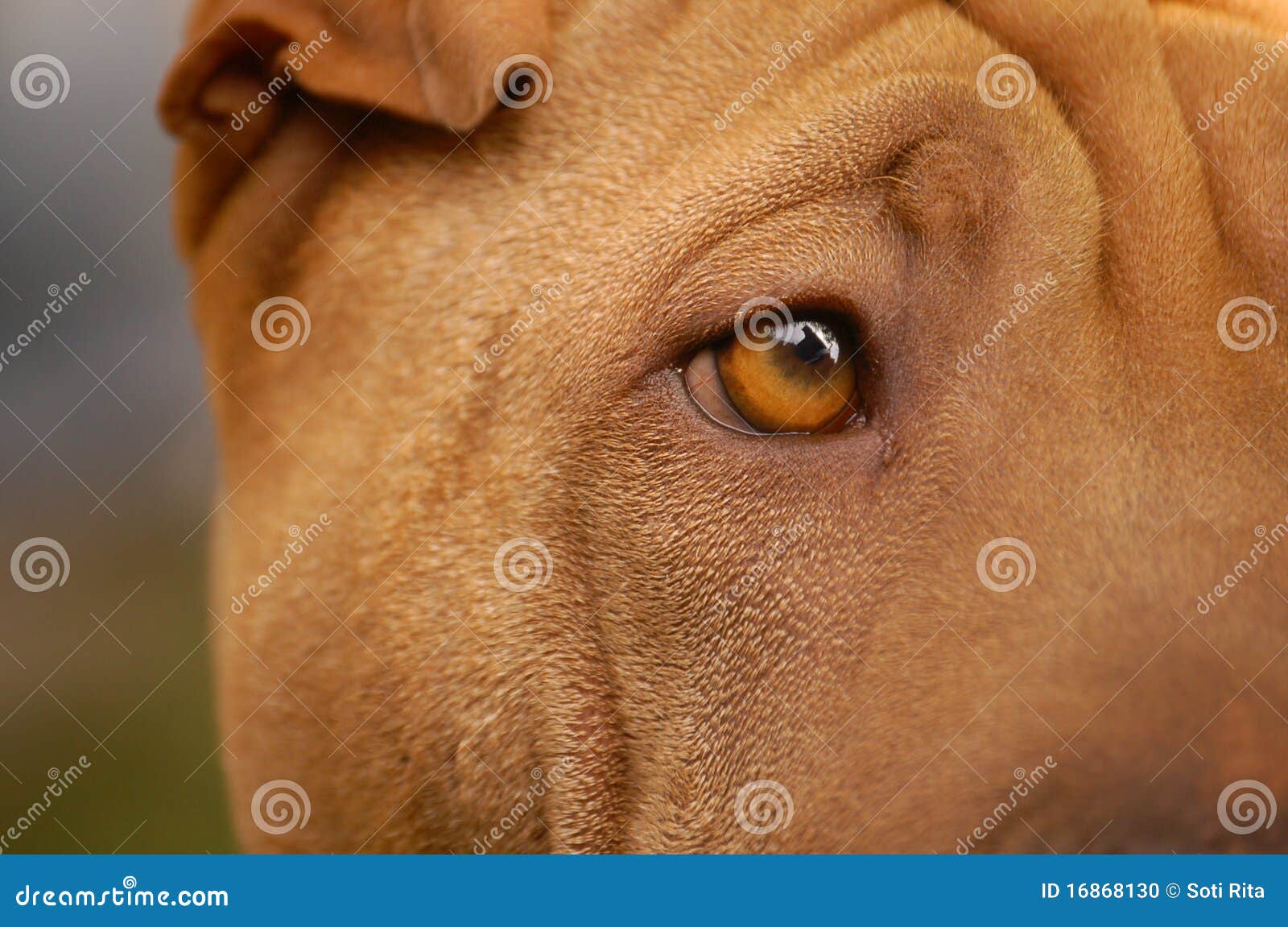Sharpei eye stock photo. Image of cute, clear, look, shar - 16868130