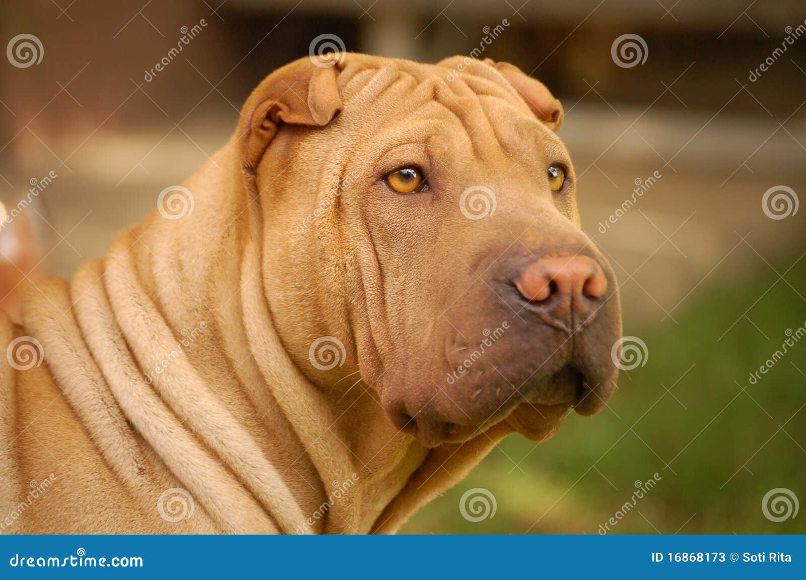 Sharpei Portrait about a Female Stock Image - Image of traditional ...