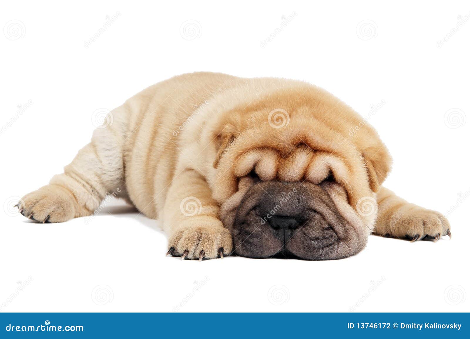 Sharpei puppy stock photo. Image of wrinkled, baby, chinese - 13746172